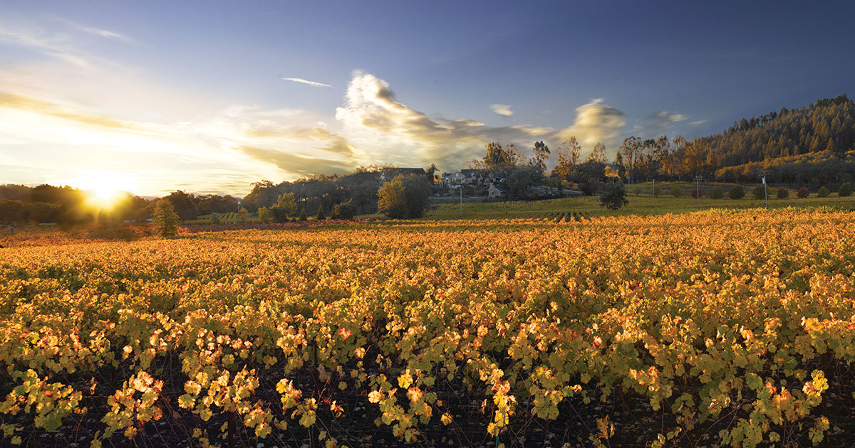 Trinchero: Family, Wine, and The American Dream - Trinchero Family Wine ...