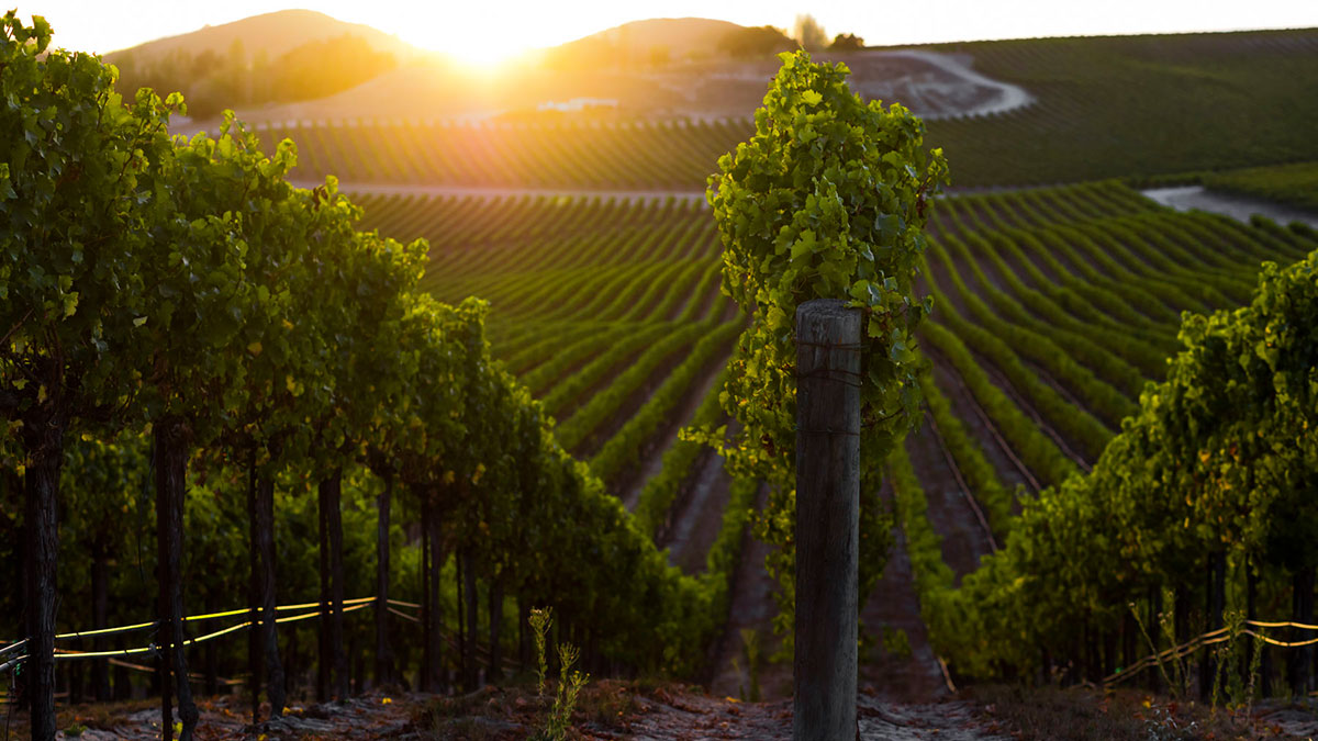 Sitemap - Trinchero Family Wine and Spirits